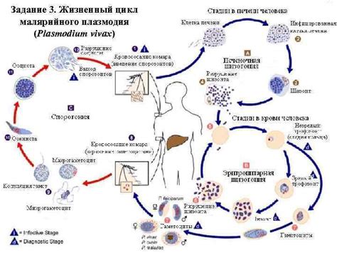 Задание 1 Строение амебы протея Amoeba Proteus