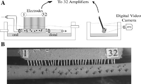 Figure 1 From Spatial And Temporal Coupling Between Slow Waves And Pendular Contractions