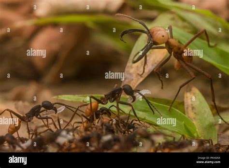Army Ant Swarm