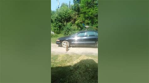 Bengal Vs Peacock Youtube