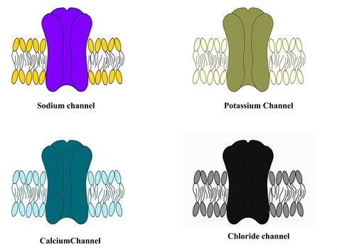 Peripheral Nervous System Ppt