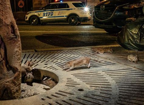 How Big Are New York Rats New 2025 Data