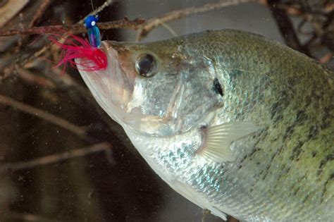 When Do Crappie Spawn And How To Catch Them