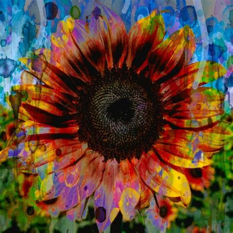 stream sometimes sunflowers by holly rae listen online for free on