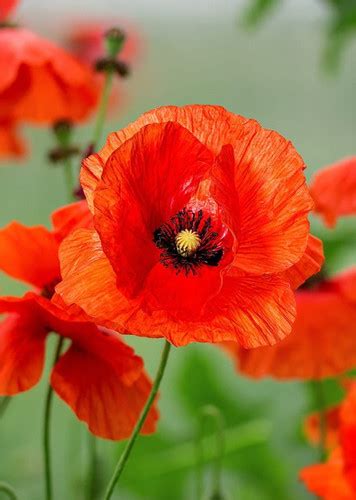Poppy Fan Casting For Fictional Characters By Flower Symbolism Mycast
