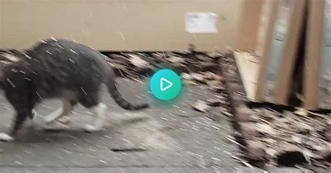 Ninja Training Album On Imgur