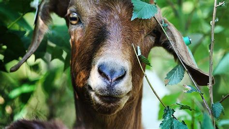 Youngsters Discover Some Goats Need More Work Southern Idaho