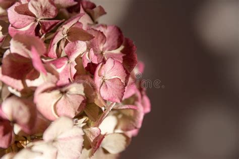 Hydrangea In Sunset Light Stock Image Image Of Nature 152307049