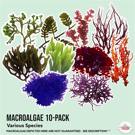 All Macroalgae Mosaicmacros