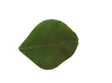 Marum0 Object Detection Dataset By King Mongkuts University Of Technology North Bangkok