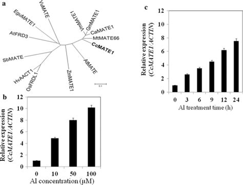 Phylogenetic Analysis And Quantitative Real Time Qrt Pcr Analysis Of