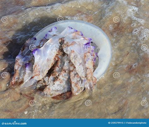 Beached Jellyfish With Stinging Tentacles Stock Image Image Of Pulmo