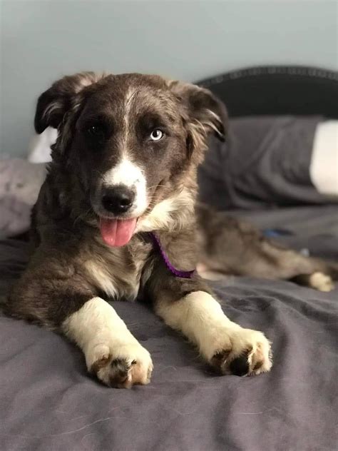Border Collie Australische Veedrijver Labrador Mix
