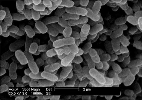 Morphology Of A Pasteurianus Ab3 Taken By Scanning Electron Microscopy