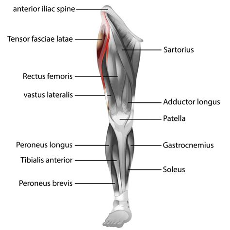 Tensor Fasciae Latae Stretches Exercises Functions And Tests