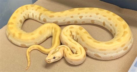 Granite Burmese Python Granite Burmese Python