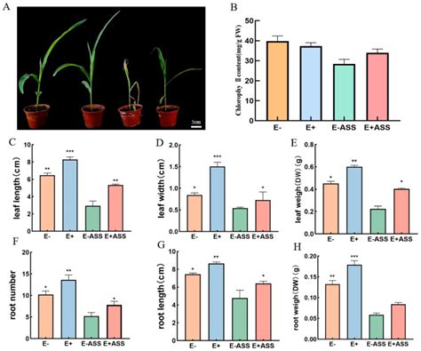 Maize Endophytic Plant Growth Promoting Bacteria Peribacillus Simplex Can Alleviate Plant Saline