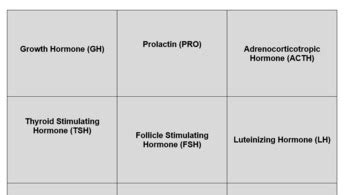 Endocrine Hormone Matching Game By Leachman Science TPT