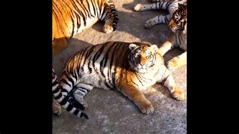 Photos Chubby Siberian Tigers At Chinese Tiger Park