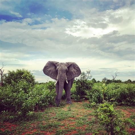 399 Best Botswana Images On Pholder Animal Porn Wildlifephotography