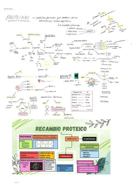 Resumen De Recambio ProtÉico David Mallma Flores Udocz