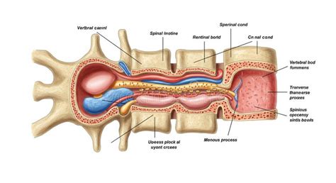 Cross Sectional Illustration Of A Vertebra Showing Anatomical Structures The Image Stock