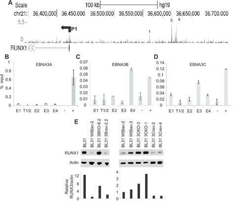 Ebna3a 3b And 3c Super Enhancer Binding At The Runx1 Locus A Ebna 3