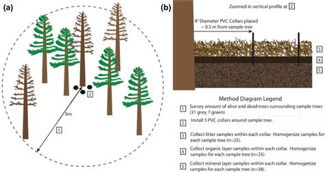 Figure 2 1 From The Effect Of Tree Mortality On Biogeochemical Response After Mountain Pine