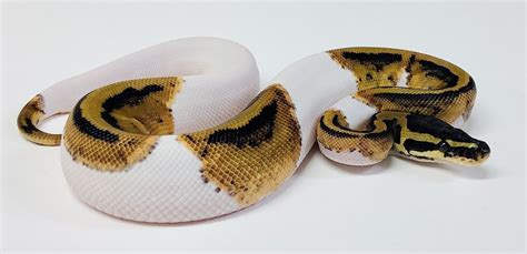 Piebald Ball Python