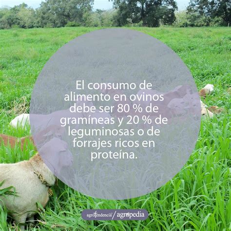 Ovinos Conoce Como Es El Manejo Y Alimentación Con Leucaena