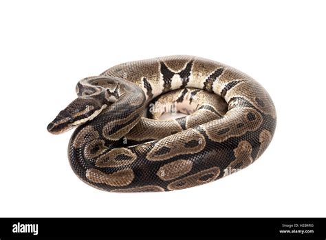 Beautiful Python Isolated In A White Background Stock Photo Alamy