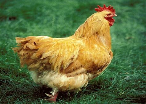 Marans Chicken Characteristics Chicken Method