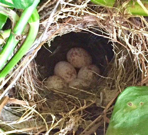 House Wren Nesting Timeline At Madeleine Frayne Blog