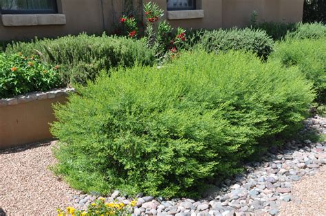 Baccharis Pilularis Coyote Bush