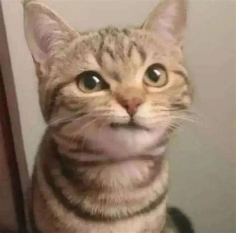 Half Smile😋 Rcatsmiles