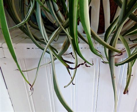 Why Your Spider Plant Tips Are Brown And How To Fix Them Gardening Know How