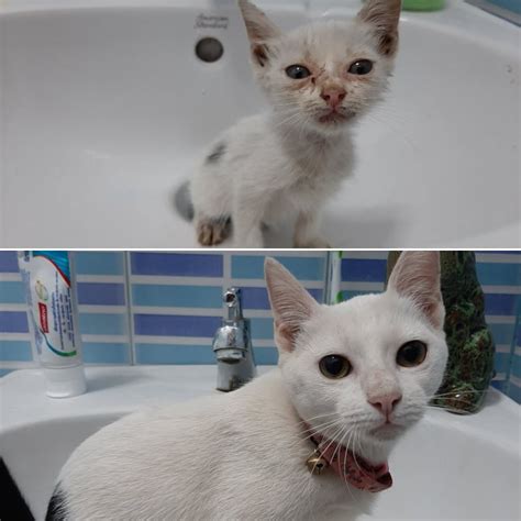 Tiny Floof Became Proper Cat R Illegallysmolcats