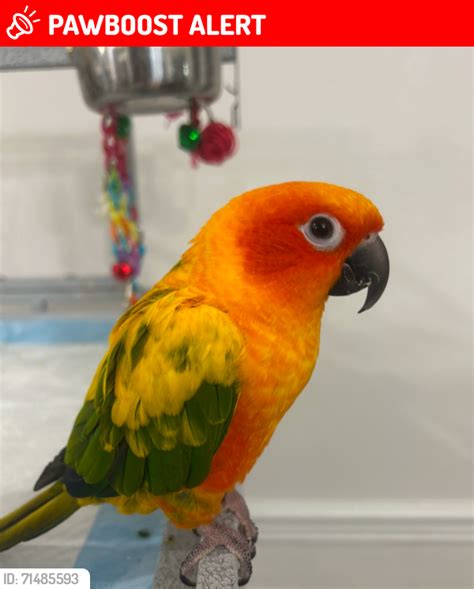 Jackson Township Nj Lost Male Bird Mango Is Missing Pawboost