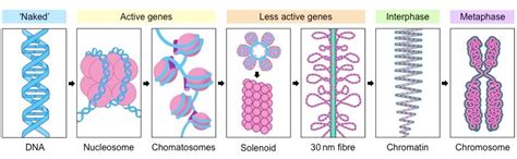 Eukaryotic Chromosome Cell Division