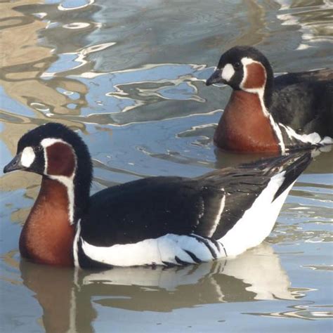 Bantam Call Ducks 4 Life Me And My Girls With Our Silly Ducks Theyre So Fun Loving Friendly