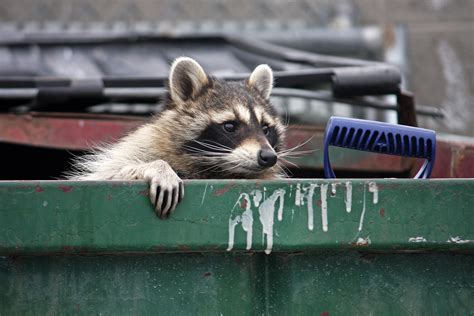 Why Do Raccoons Eat Trash Ny Nj Wild Life Removal