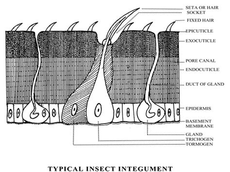 Insect Morphology Insect Morphology Insect Morphology Pdf