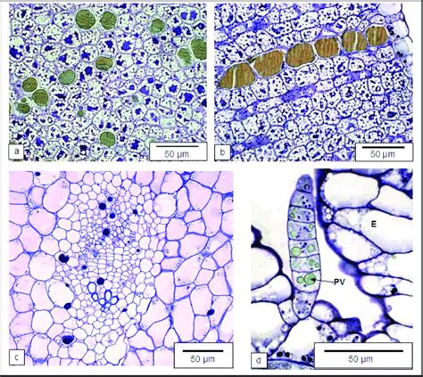 Ripe Cocoa Cotyledons A B Cotyledon Parenchyma With Polyphenol Cells