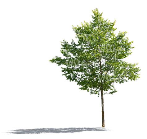 Cut Out Small Backlit Bird Cherry Tree Vishopper