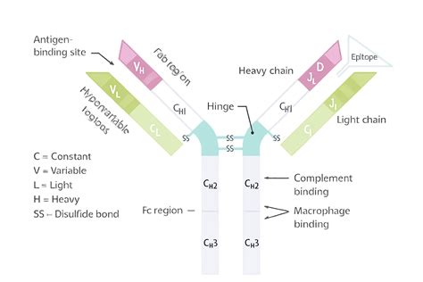 U01 02 018 Antibody Structure And Function