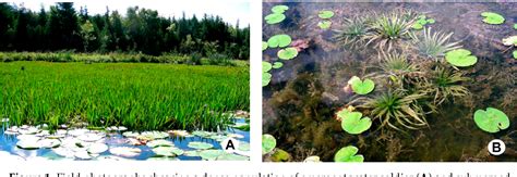 Figure 1 From An Object Based Image Analysis Workflow For Monitoring