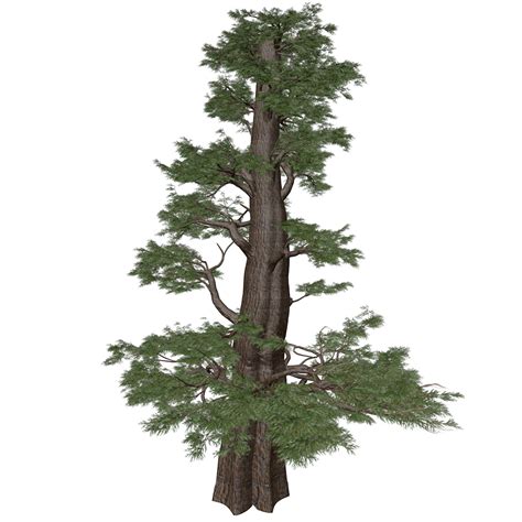 Artstation Western Juniper 01 Fbx High Poly Tree 3d Model