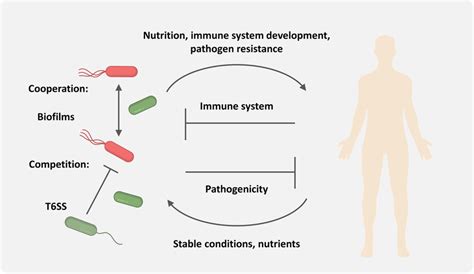 The Types Of Interactions Between Microbes And Hosts Download Scientific Diagram