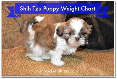 Shih Tzu Weight Chart