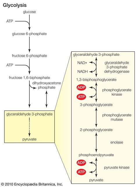 Pyruvate Chemical Compound Britannica